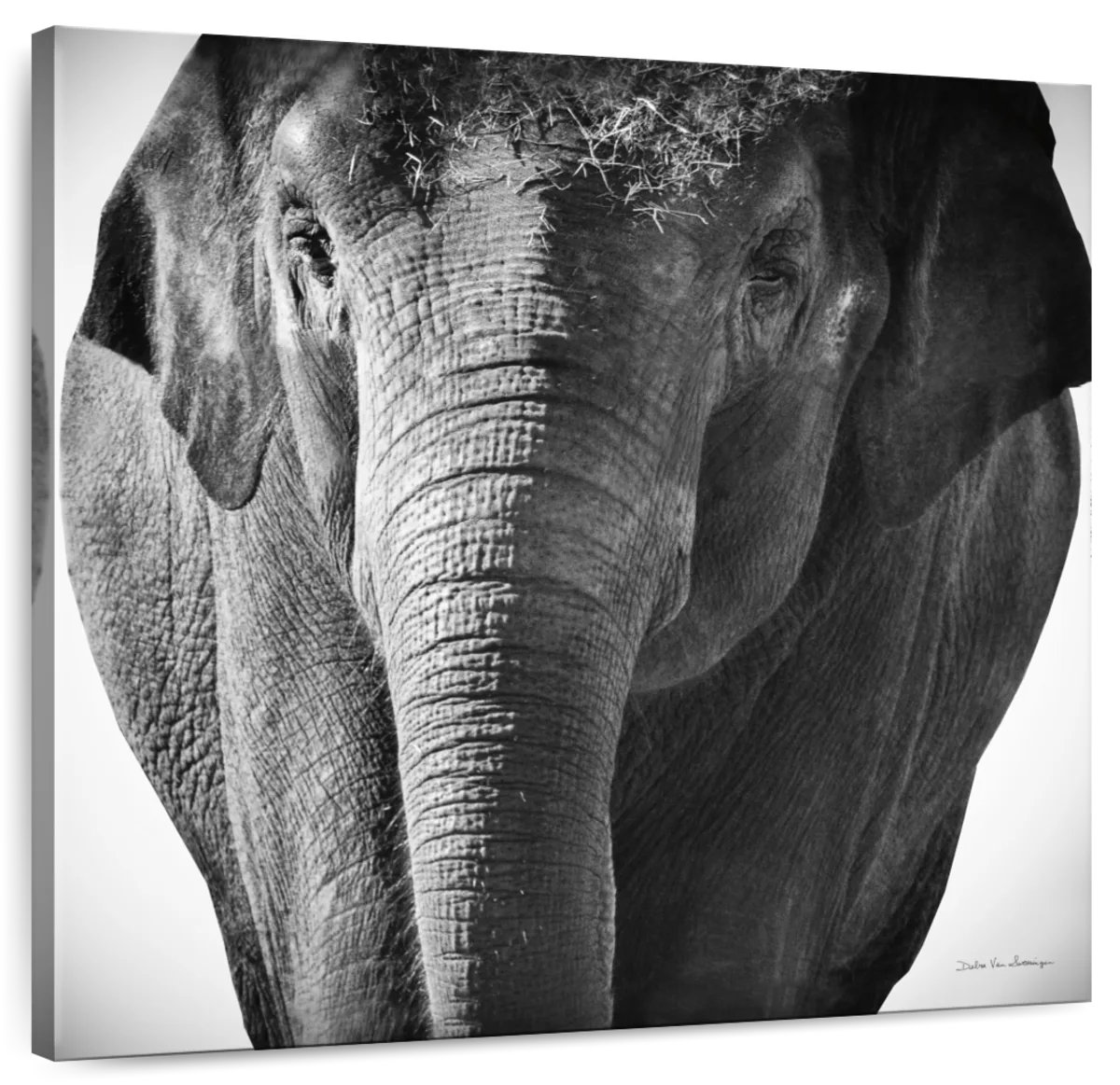 Elephant Stock Elephant BW III | Wayfair