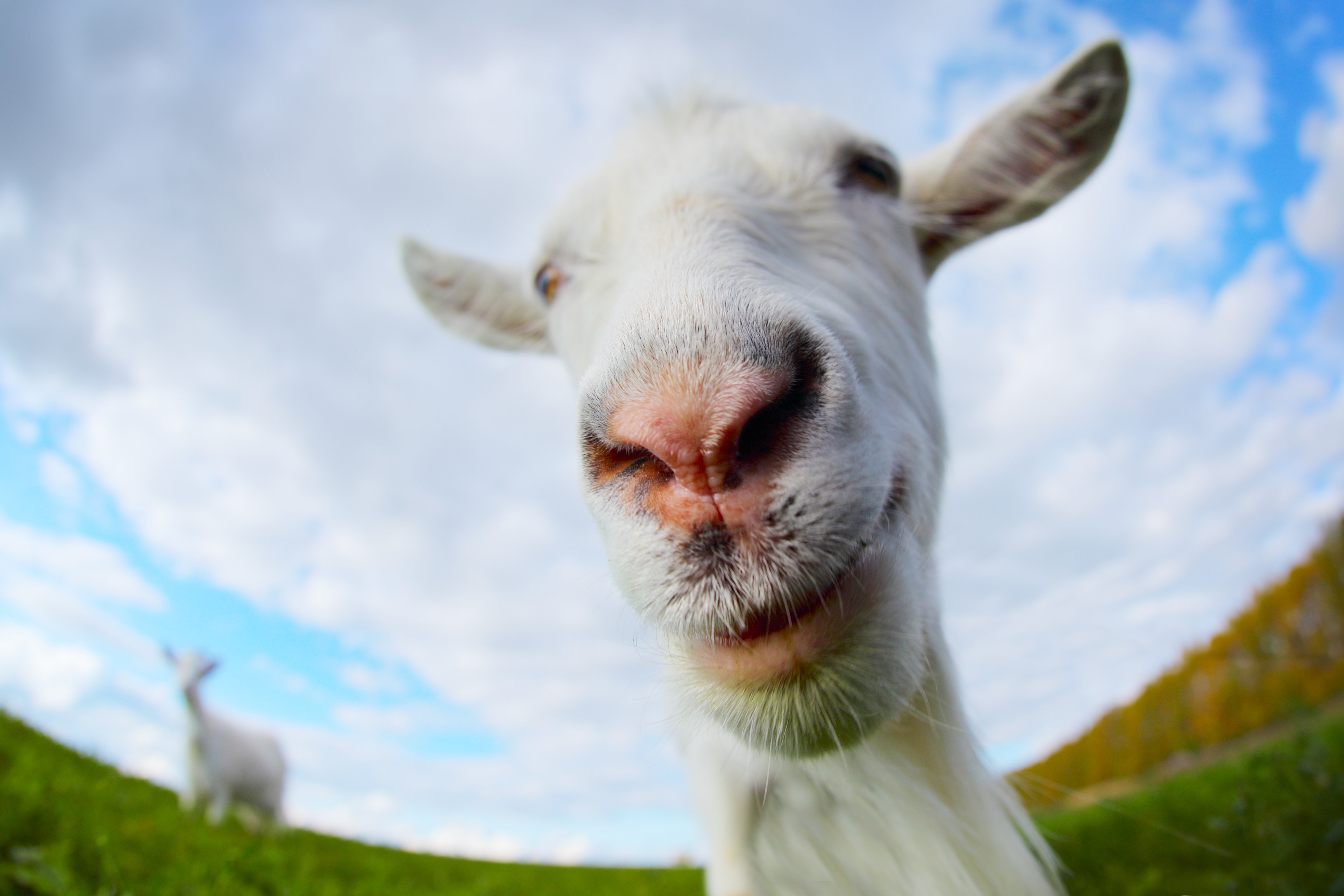 Gracie Oaks Goats by Mihtiander - Wrapped Canvas Photograph | Wayfair