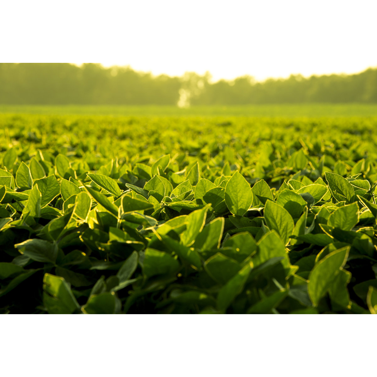 17 Stories Soy Leaves At Sunset by JTSorrell - No Frame Art Prints on ...