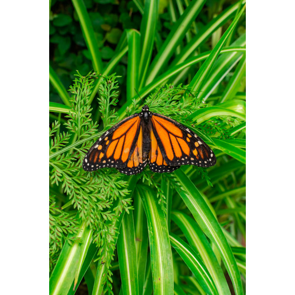 17 Stories Monarch Butterfly by Martin Leber - Wrapped Canvas Art ...