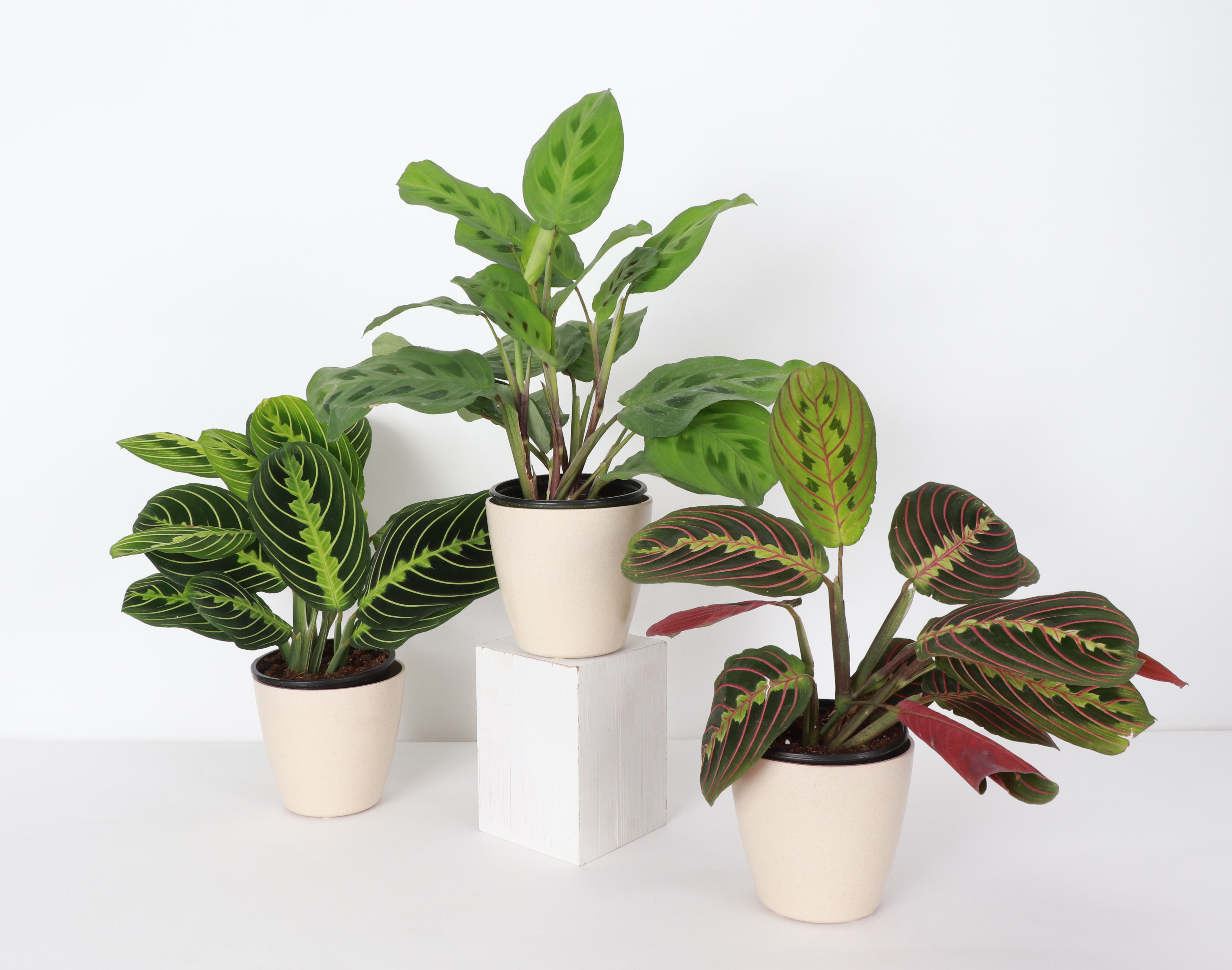 Thorsen's Greenhouse Live Prayer Plant Trio Set In Biodegradable Pots ...
