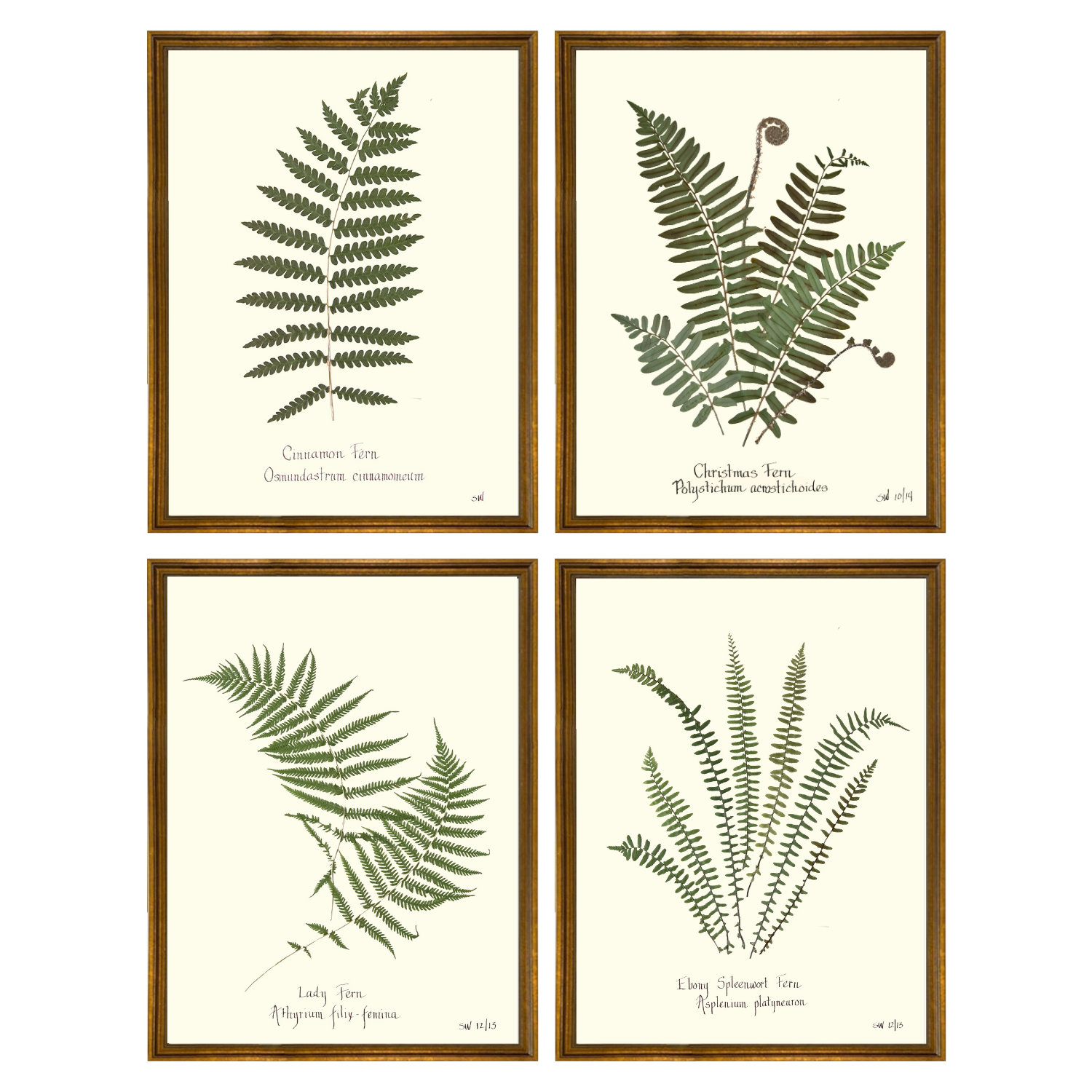Botanicals by Sandy Pressed Fern Set | Perigold