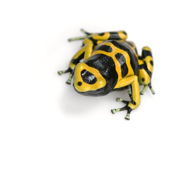 Ebern Designs Poison Dart Frog - Wayfair Canada