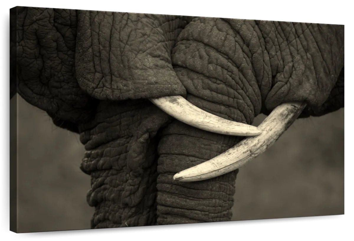 Elephant Stock Elephants Tusk To Tusk | Wayfair