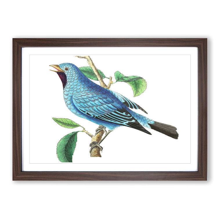 East Urban Home Blue Chatterer Bird by George Shaw - Picture Frame ...