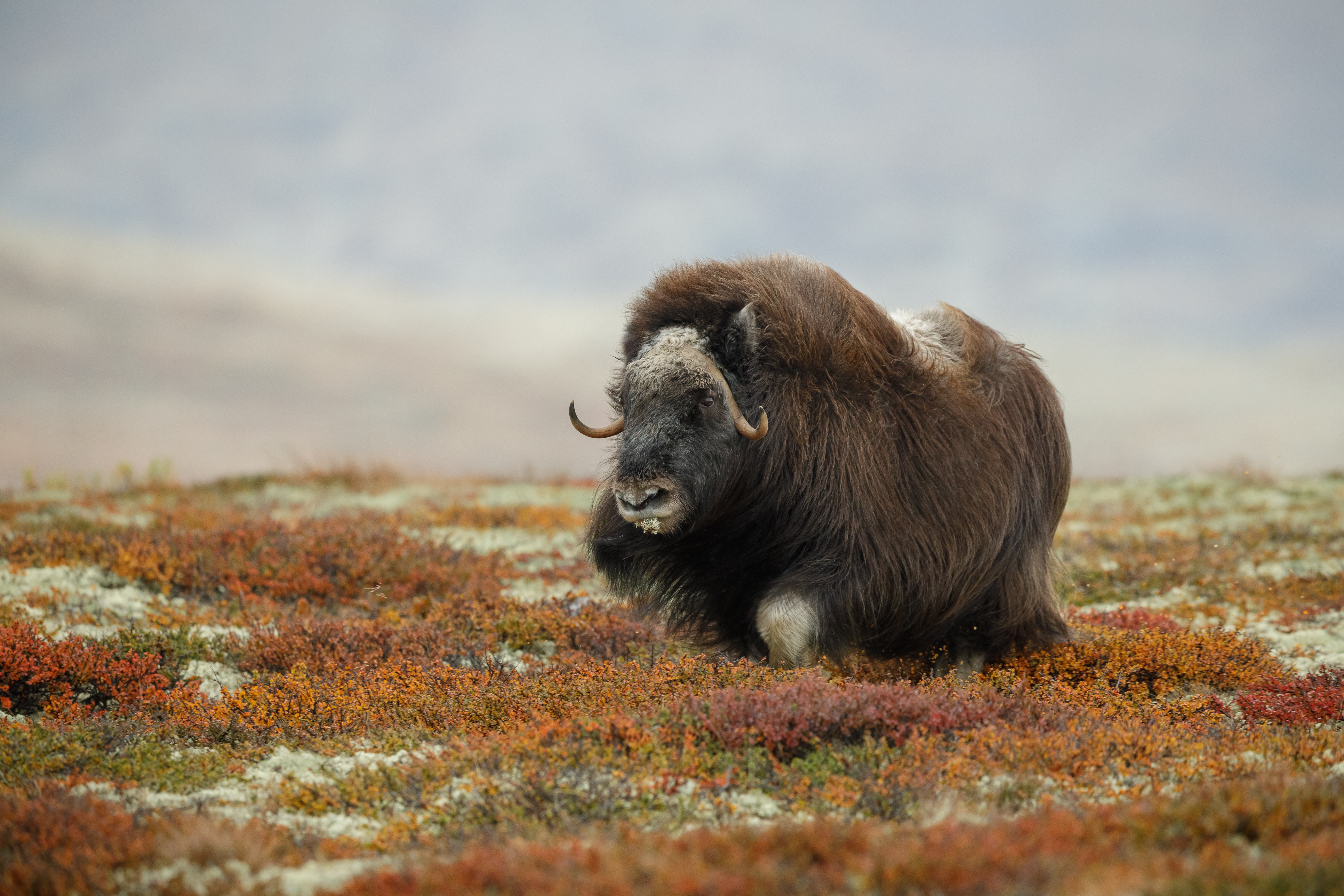 Alpen Home Musk Ox by Neil_Burton - Wrapped Canvas Photograph | Wayfair ...