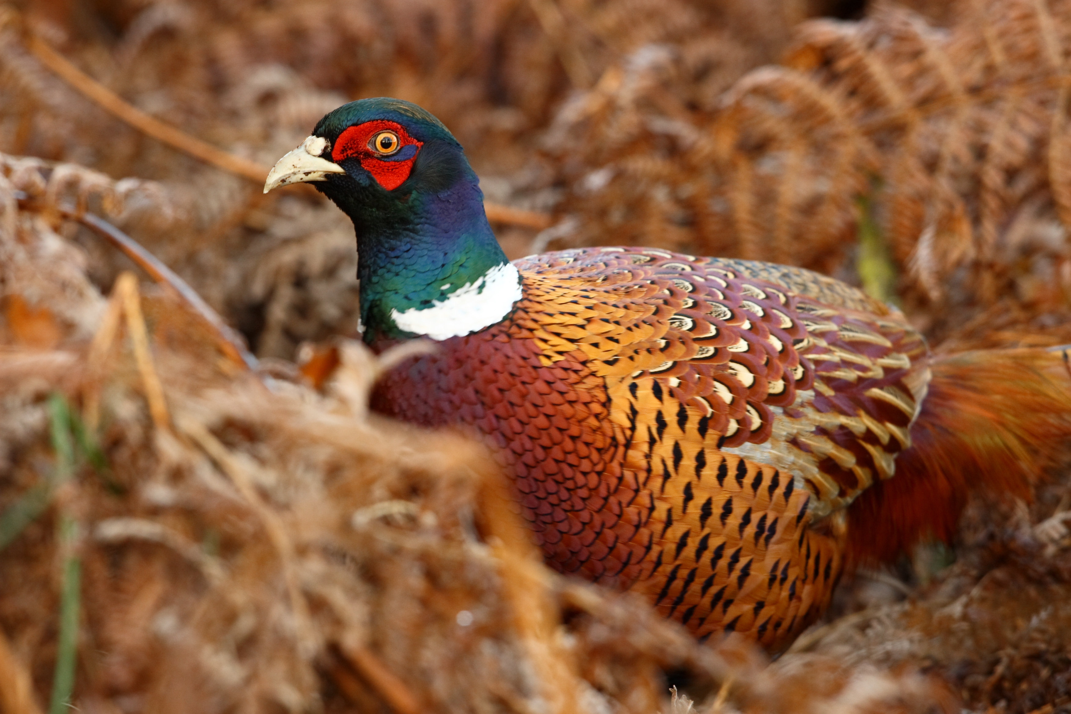 Union Rustic Common Pheasant by Damiankuzdak | Wayfair