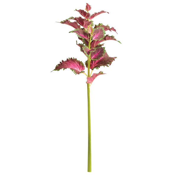 Napa Home & Garden COLEUS STEM 22" | Perigold