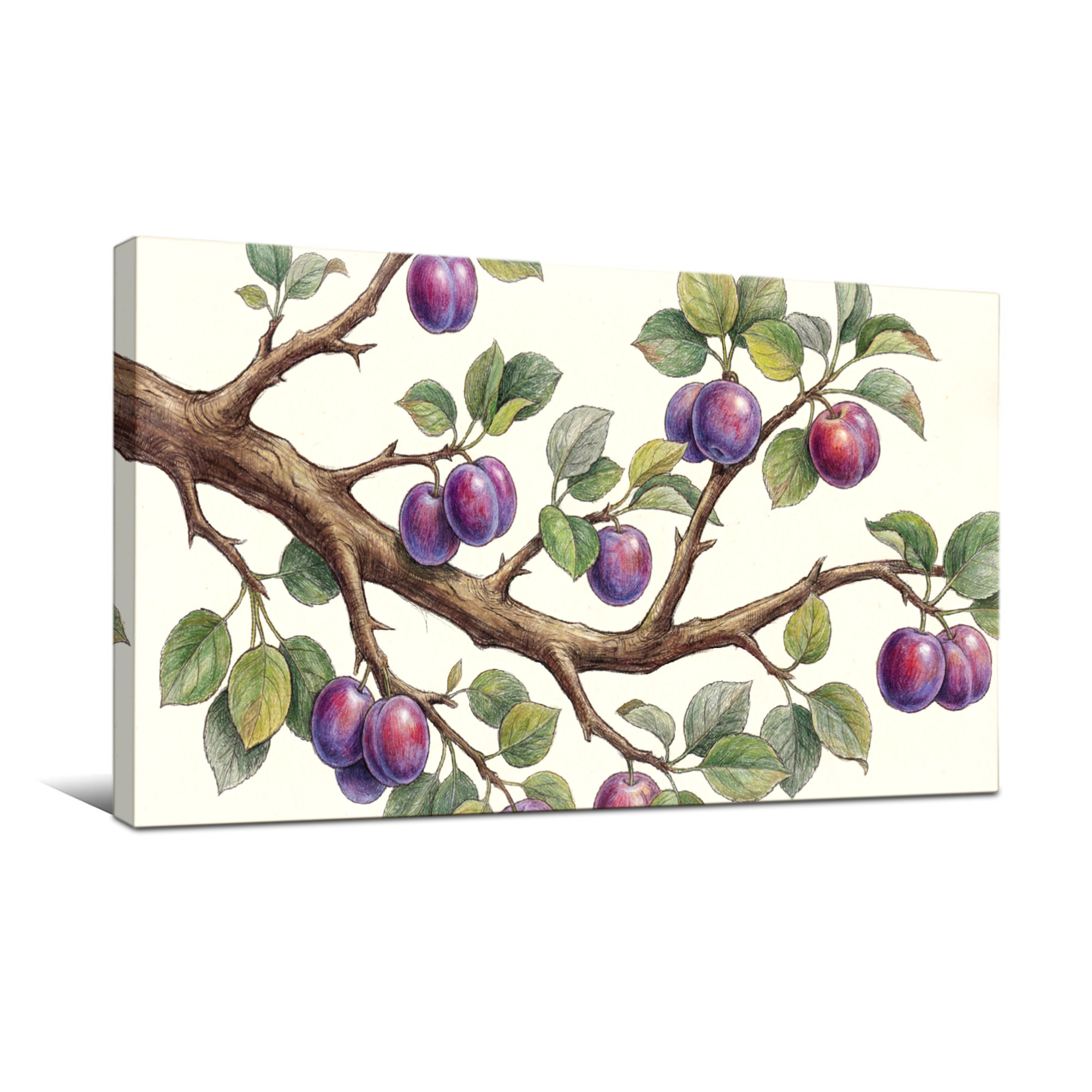 Red Barrel Studio® Plants &Flowers Plum Tree Branch With Fruits And ...