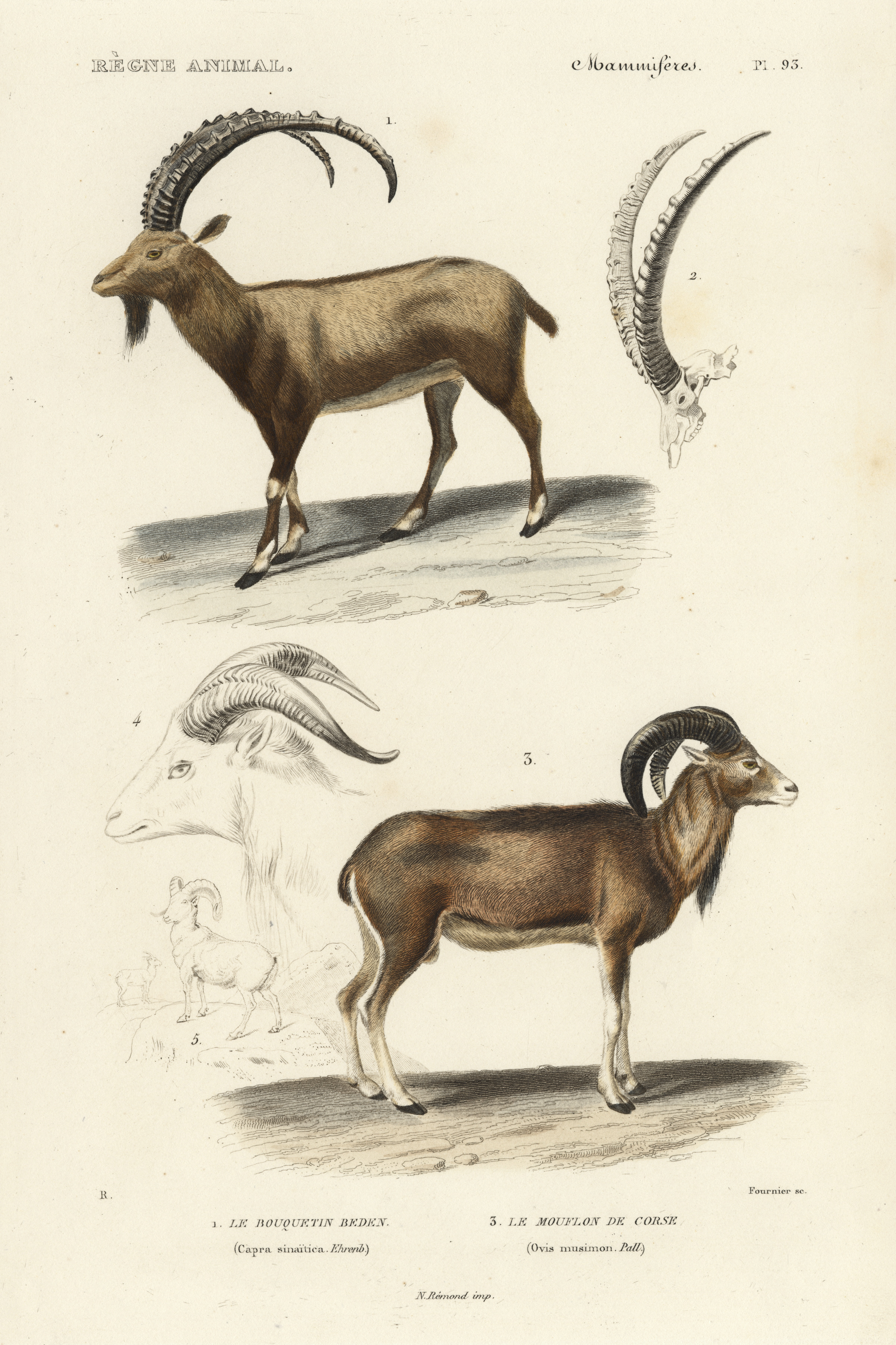 August Grove Antique Antelope and Ram Study by N. Remond - Painting ...