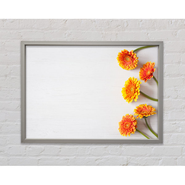 Bright Star Orange Gerberas Laid Out - Single Picture Frame Print on ...
