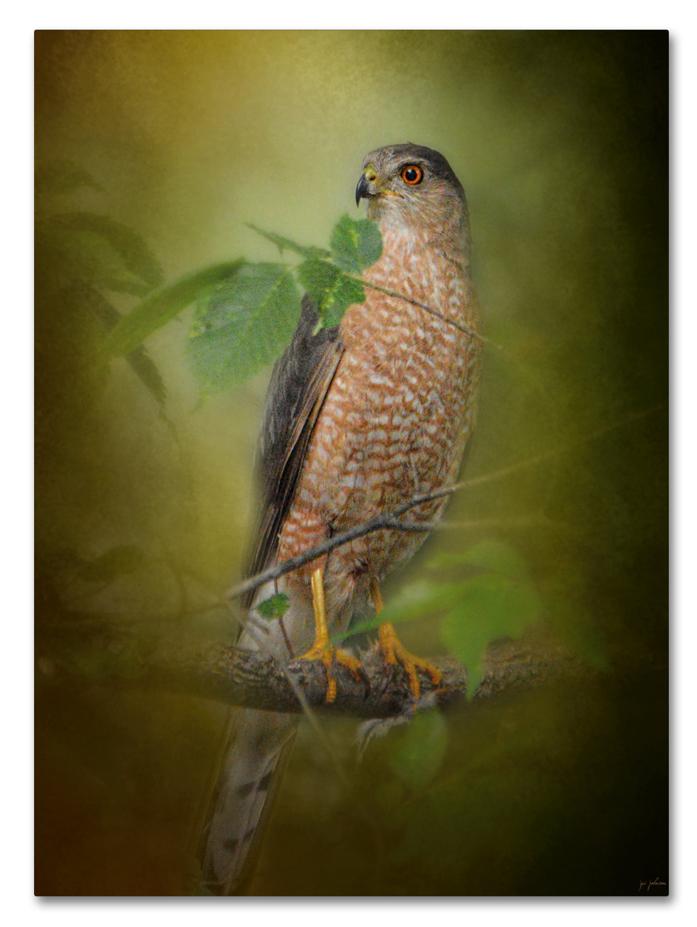 Trademark Fine Art 'Sharp Shinned Hawk' Graphic Art Print on Wrapped ...