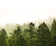 Alpen Home Forest Background by Pgiam - Print | Wayfair.co.uk