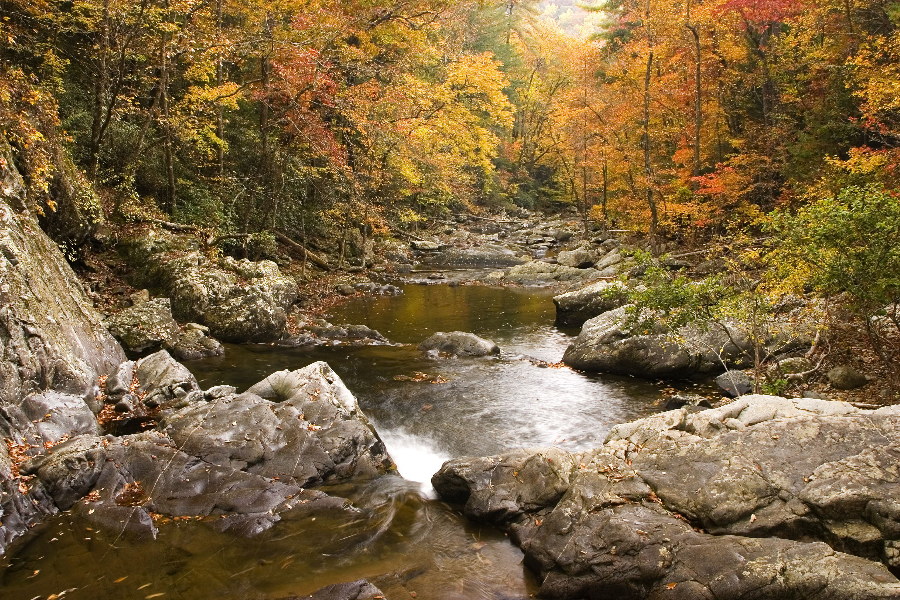 Millwood Pines Fall Creek by Kennymartin - Wrapped Canvas Photograph ...