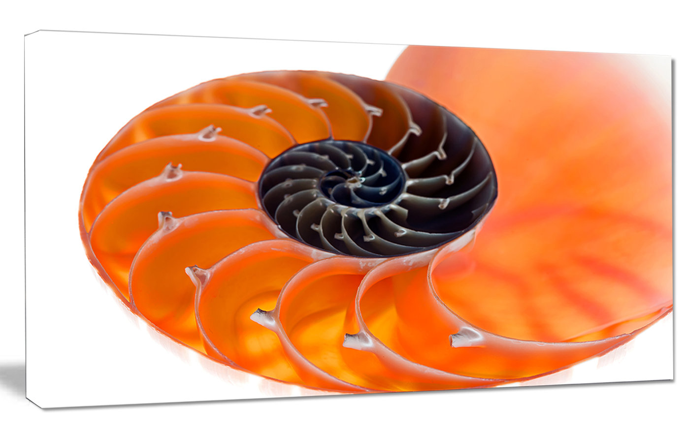 Design Art Orange Nautilus Shell - Wrapped Canvas Graphic Art Print ...