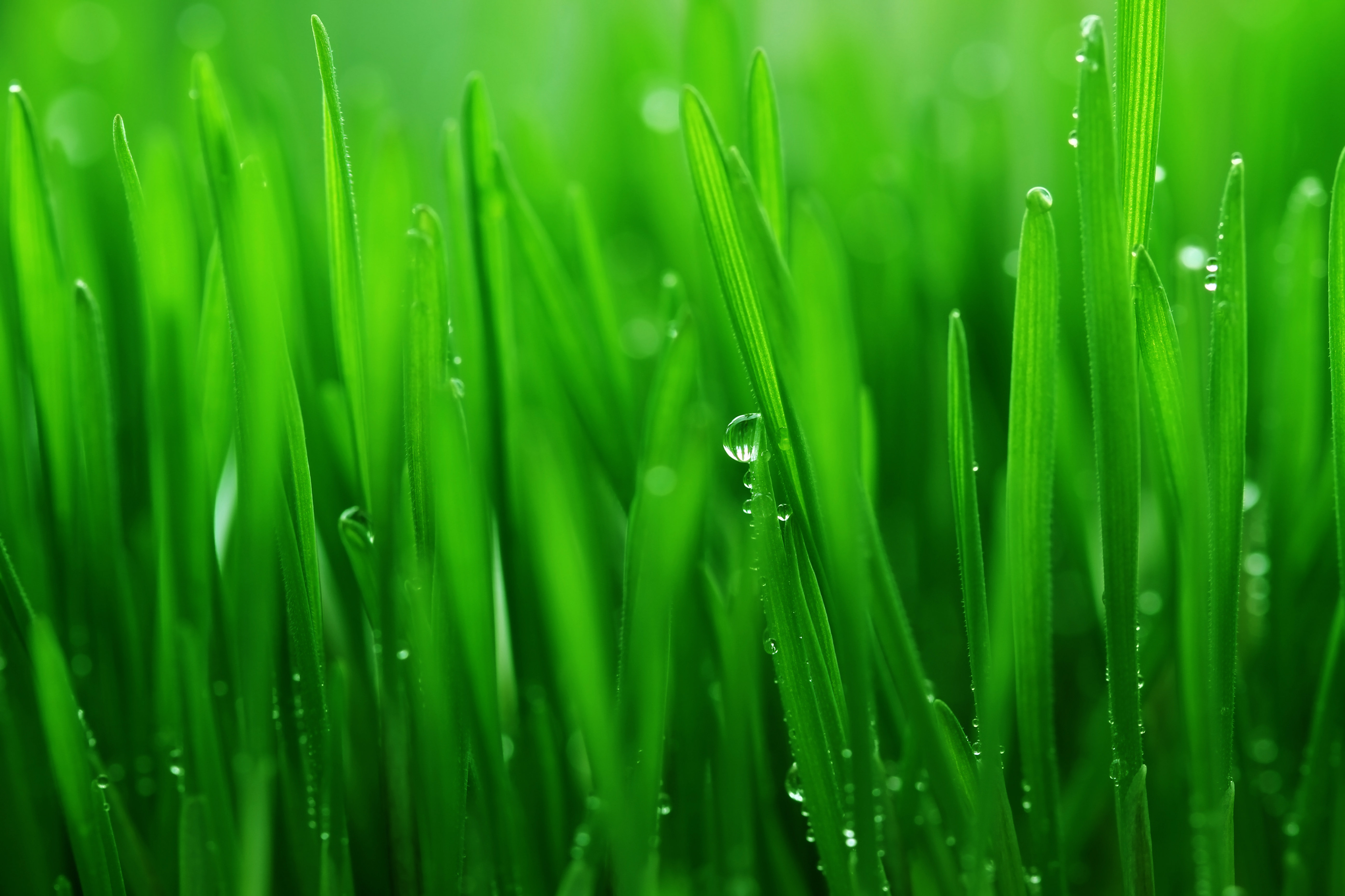 Latitude Run® Fresh Spring Grass Background by Jasmina007 | Wayfair