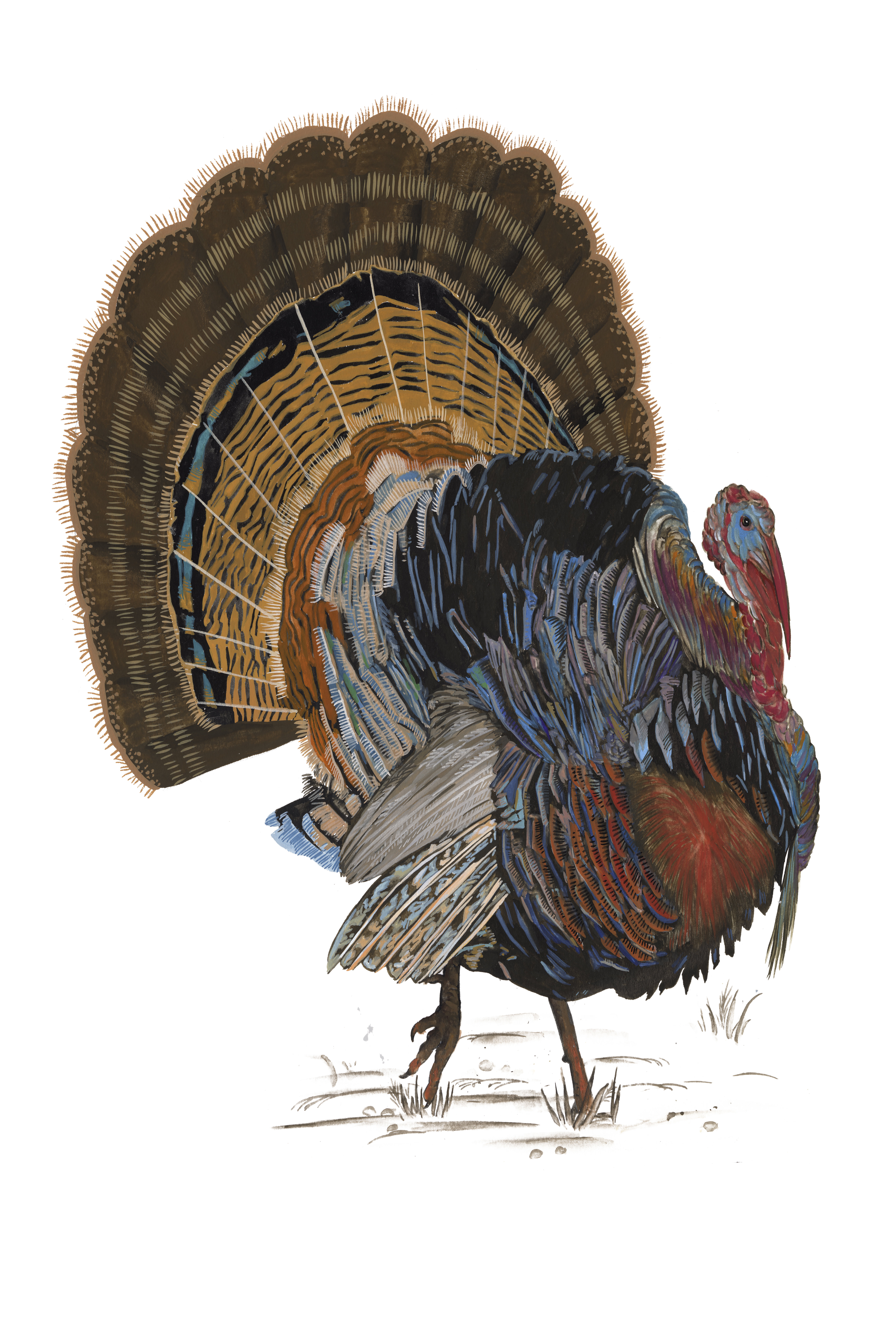 August Grove Turkey Study I - Graphic Art | Wayfair.co.uk