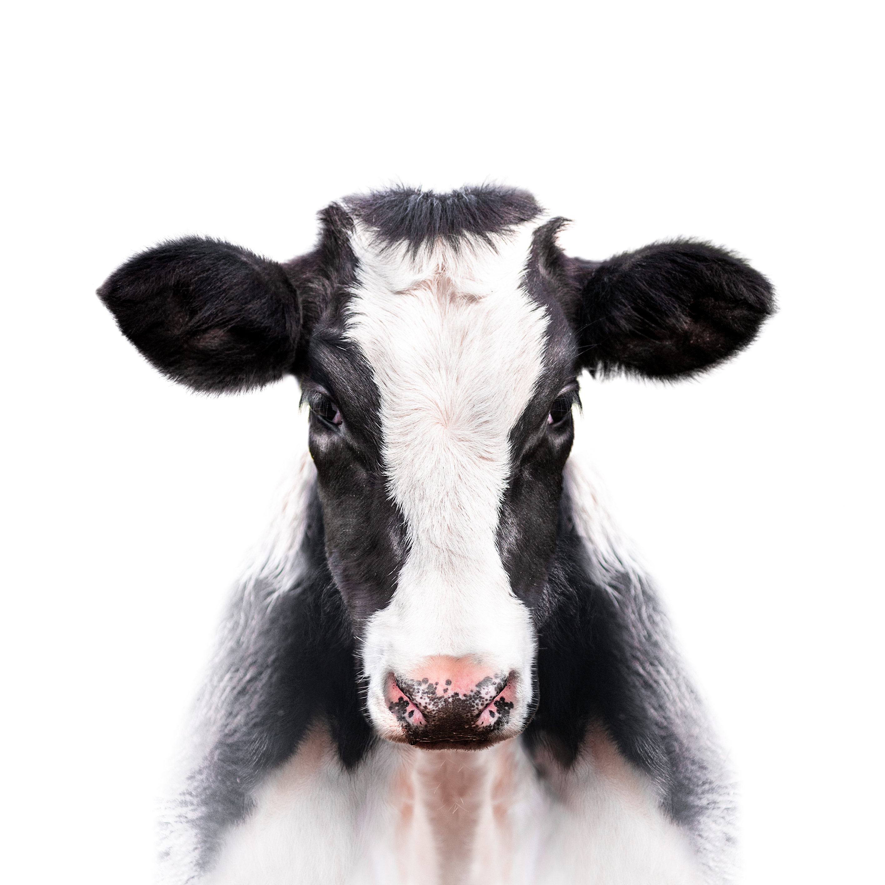 Gracie Oaks Calf Portrait by Olgait - Wrapped Canvas Photograph | Wayfair