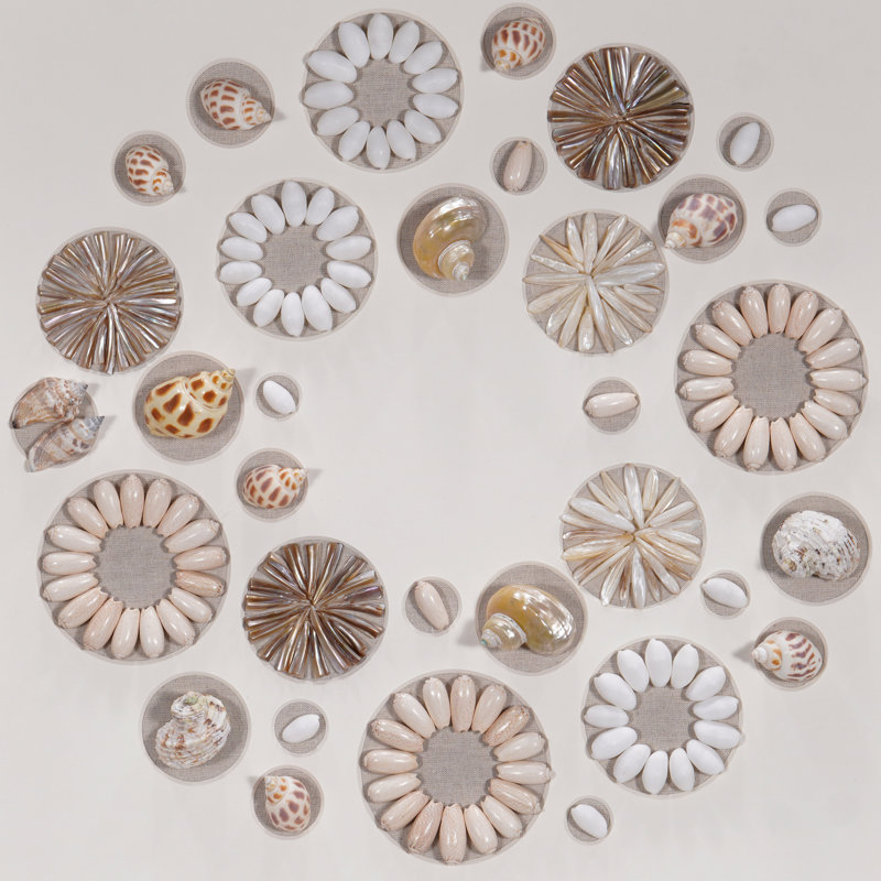Dakota Fields Assorted Natural Shells Shadow Box Wall Décor | Wayfair