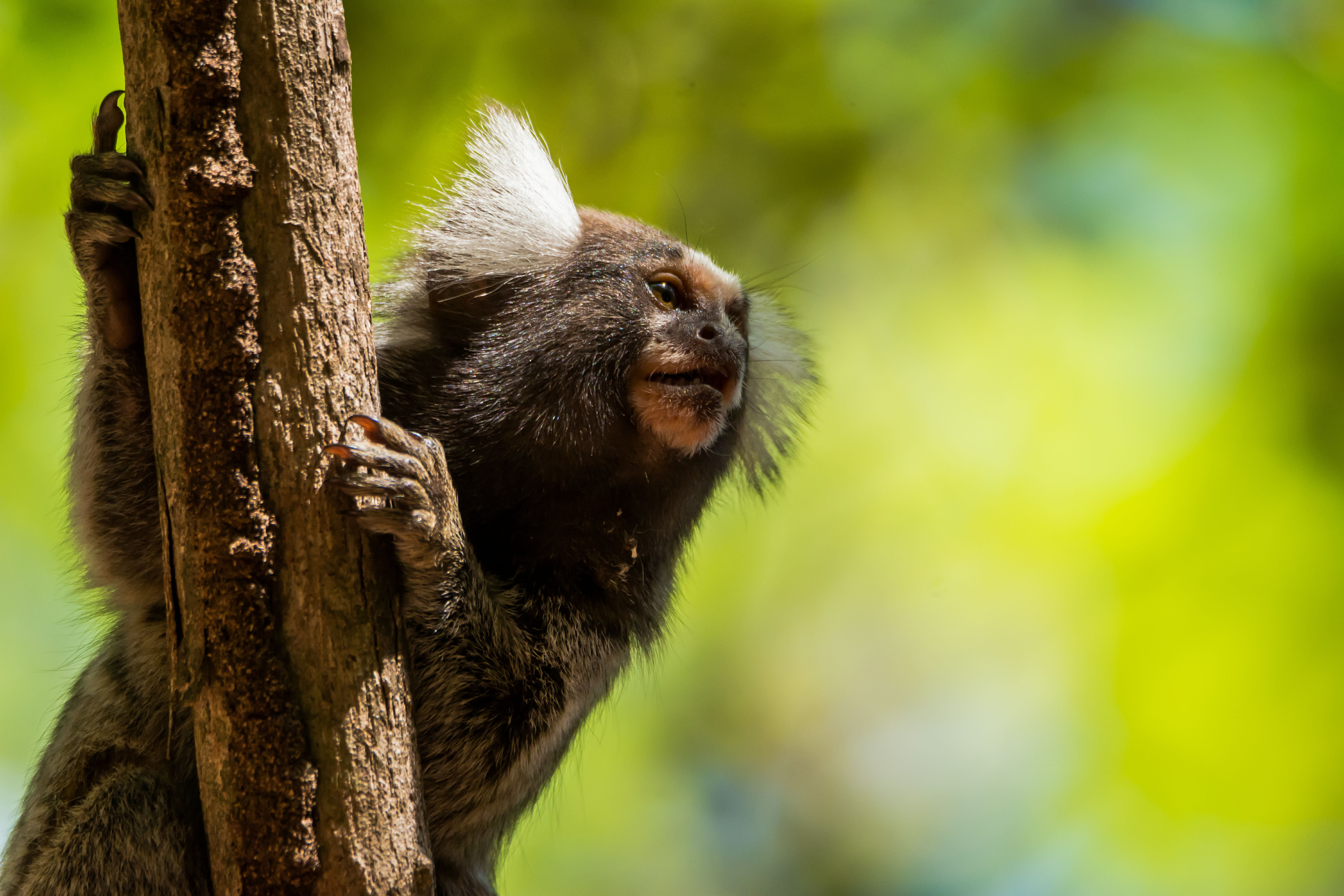 Ebern Designs Meschac Common Marmoset In Forest - Wrapped Canvas ...