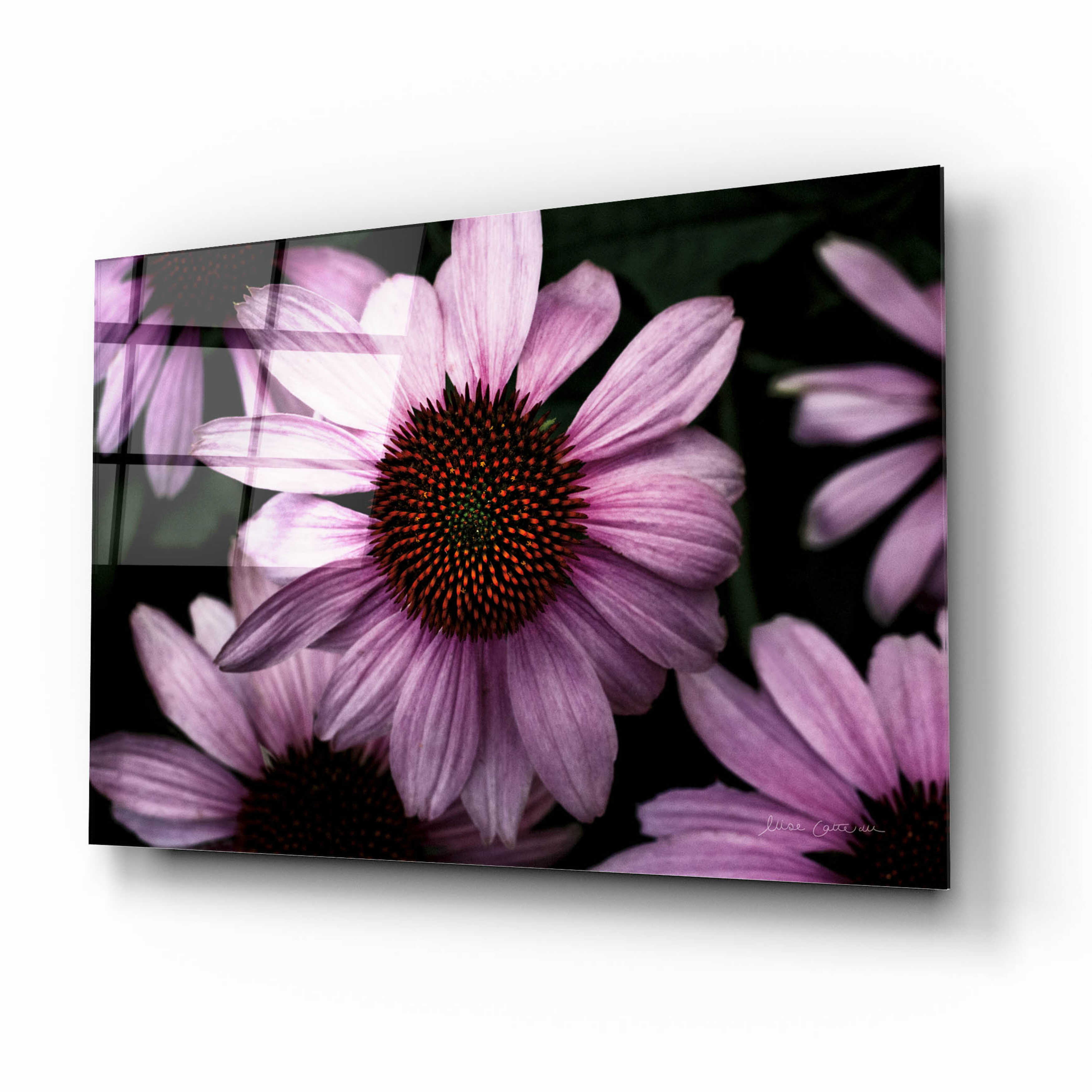 Latitude Run® Echinacea' By Elise Catterall, Acrylic Glass Wall Art ...