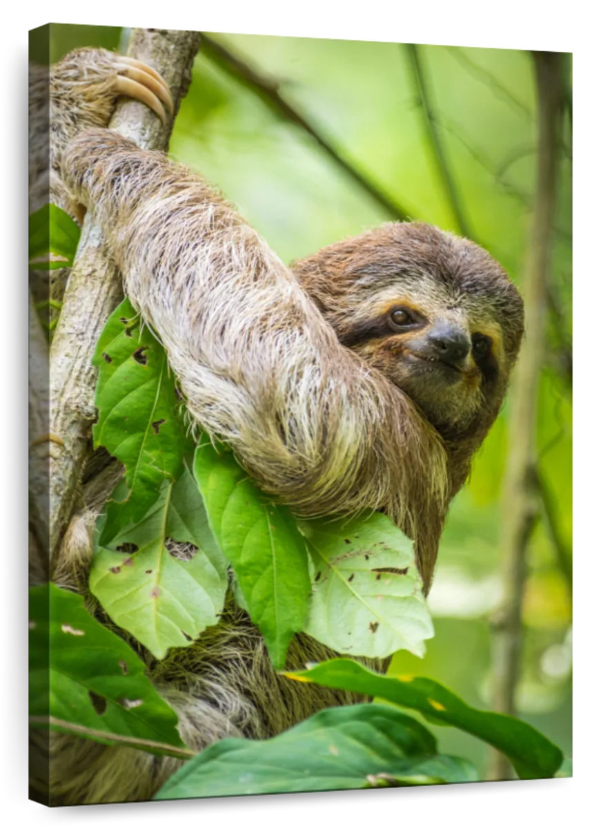Ebern Designs Brampt Baby Three-Toed Sloth | Wayfair