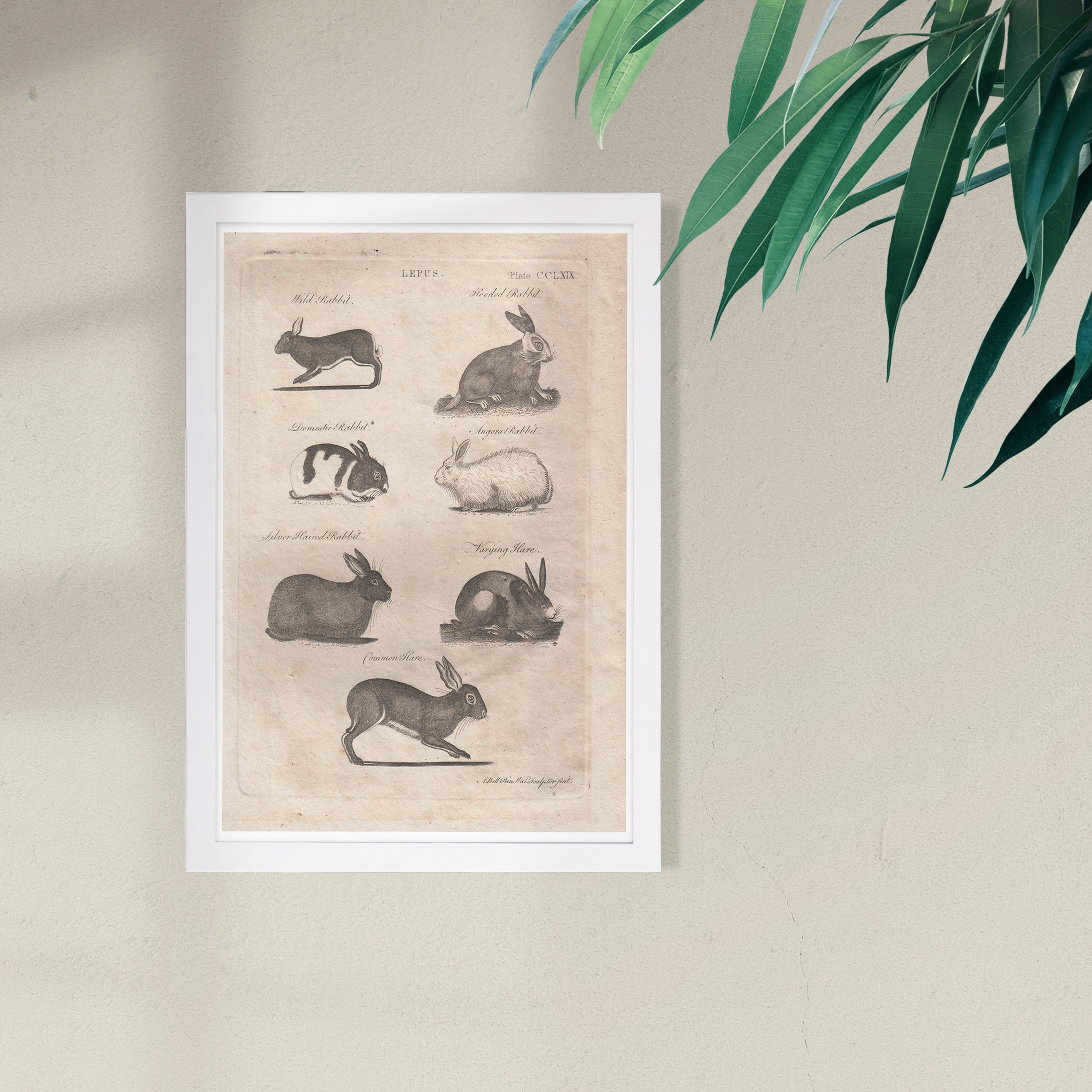 Gracie Oaks 'Lepus Rabbits' Framed Graphic Art | Wayfair