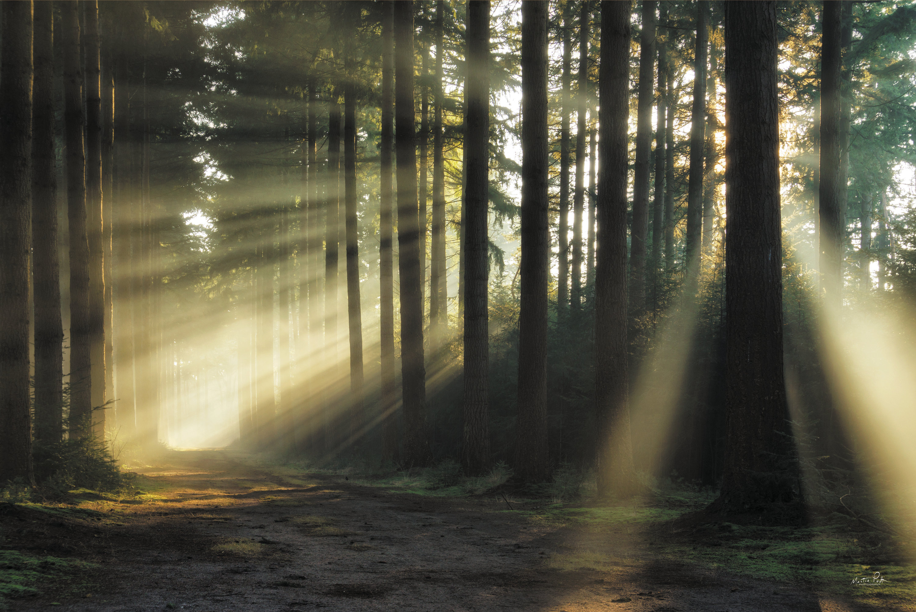 Millwood Pines " Pathway To Sunlight " by Martin Podt | Wayfair