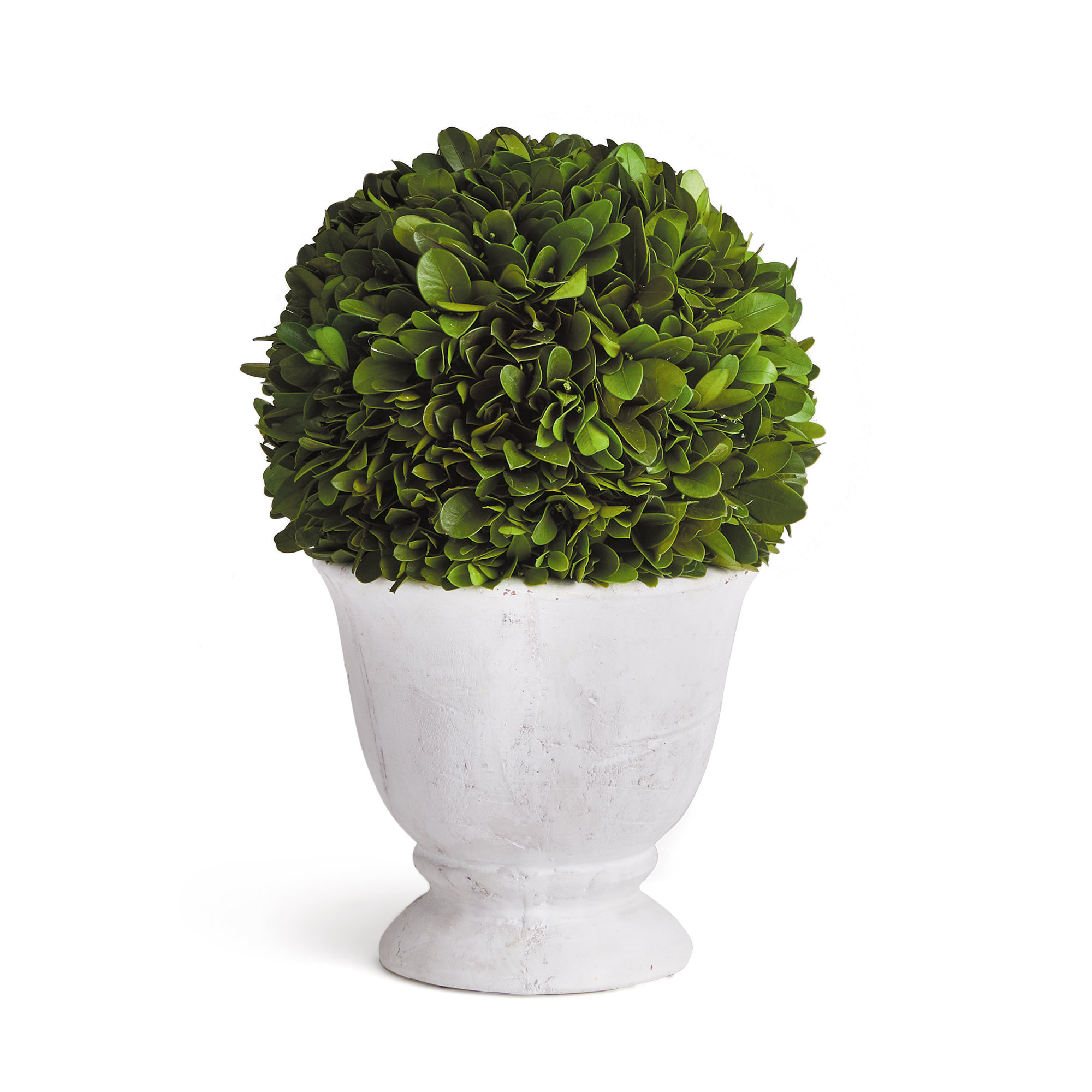 Birch Lane™ Nigel Boxwood Ball Topiary In Pot Small & Reviews | Wayfair