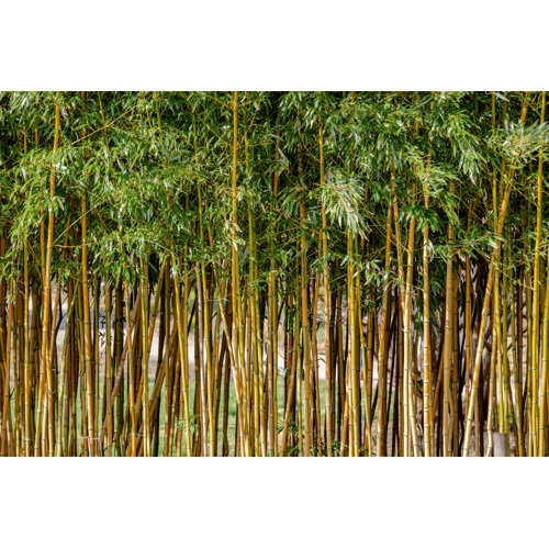 Bay Isle Home Bamboo by Sabine Wagner - Wrapped Canvas Photograph | Wayfair
