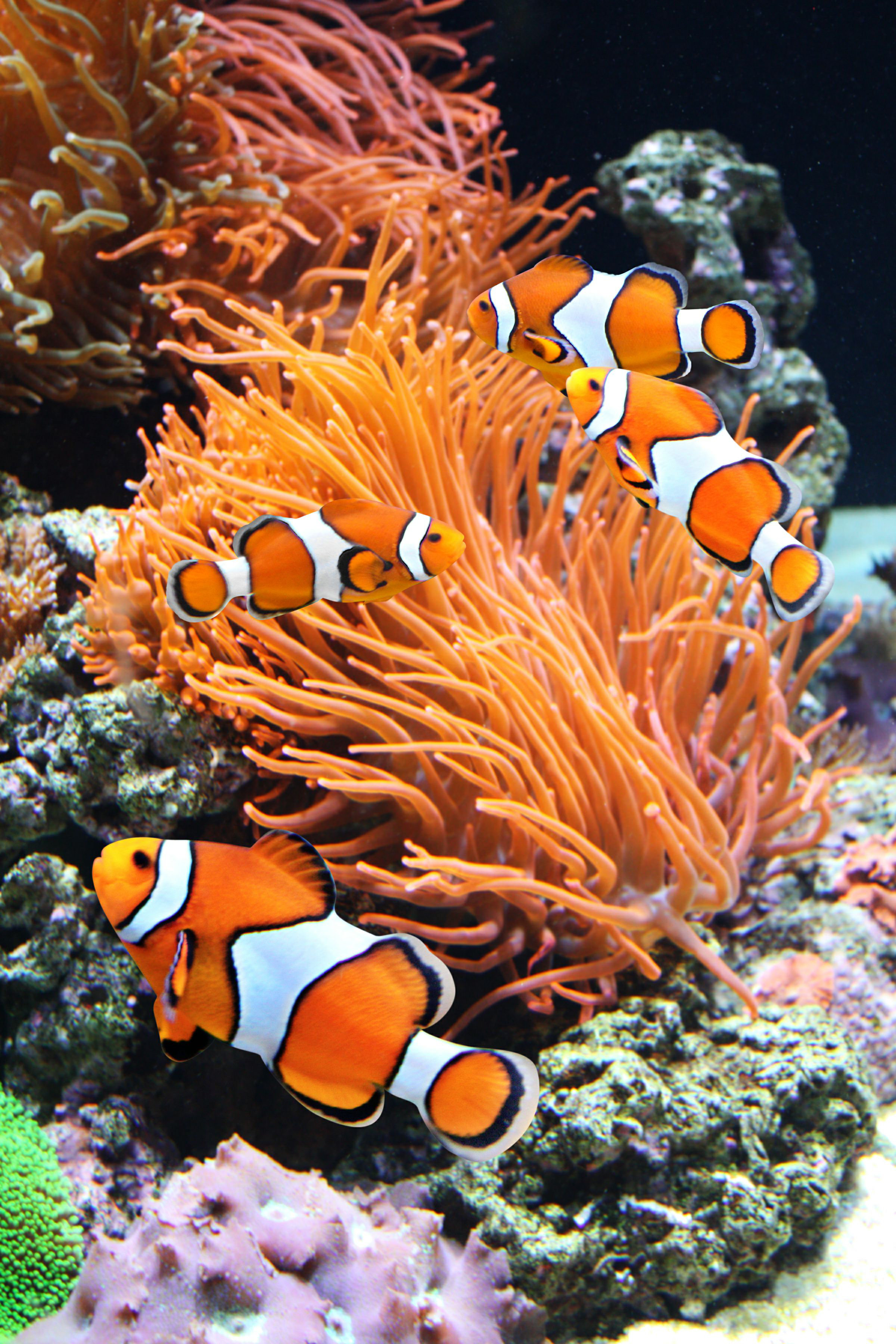 Highland Dunes Baylie Sea Anemone and Clown Fish by Frentusha - Wrapped ...