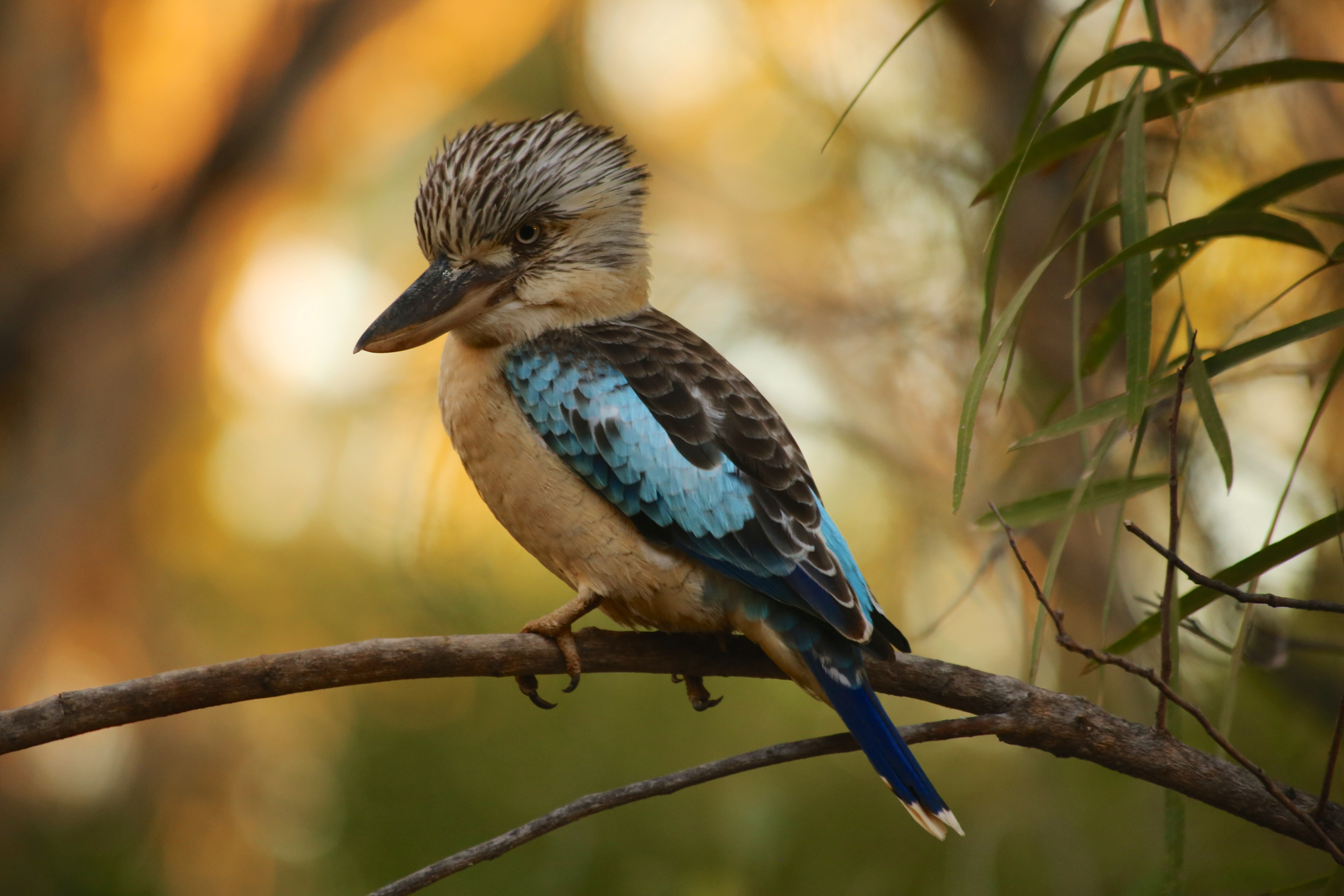 Ebern Designs Kookaburra by Dangermoose - Wrapped Canvas Photograph ...