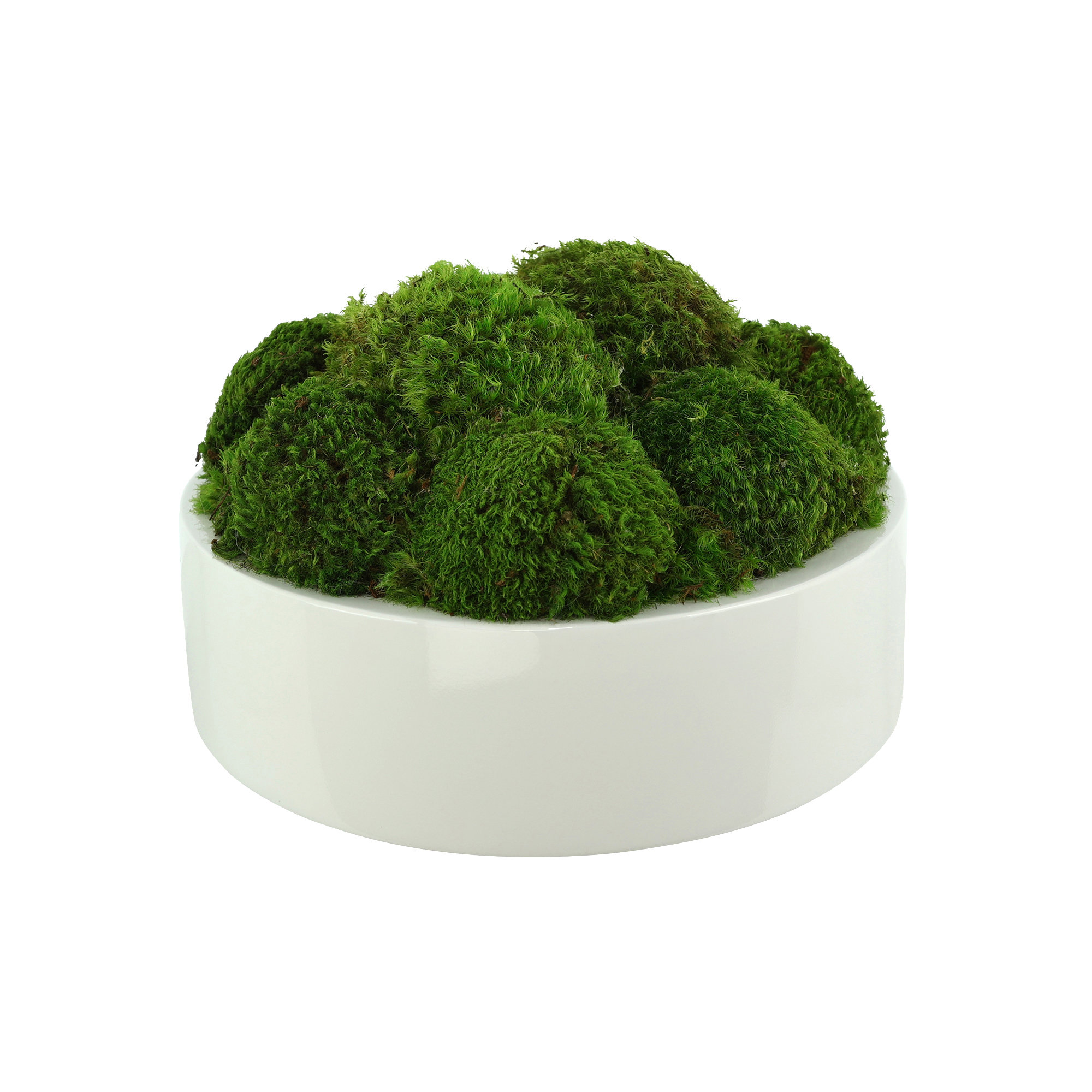 Creative Displays, Inc. Nature's Nostalgia Preserved Moss Plant in ...
