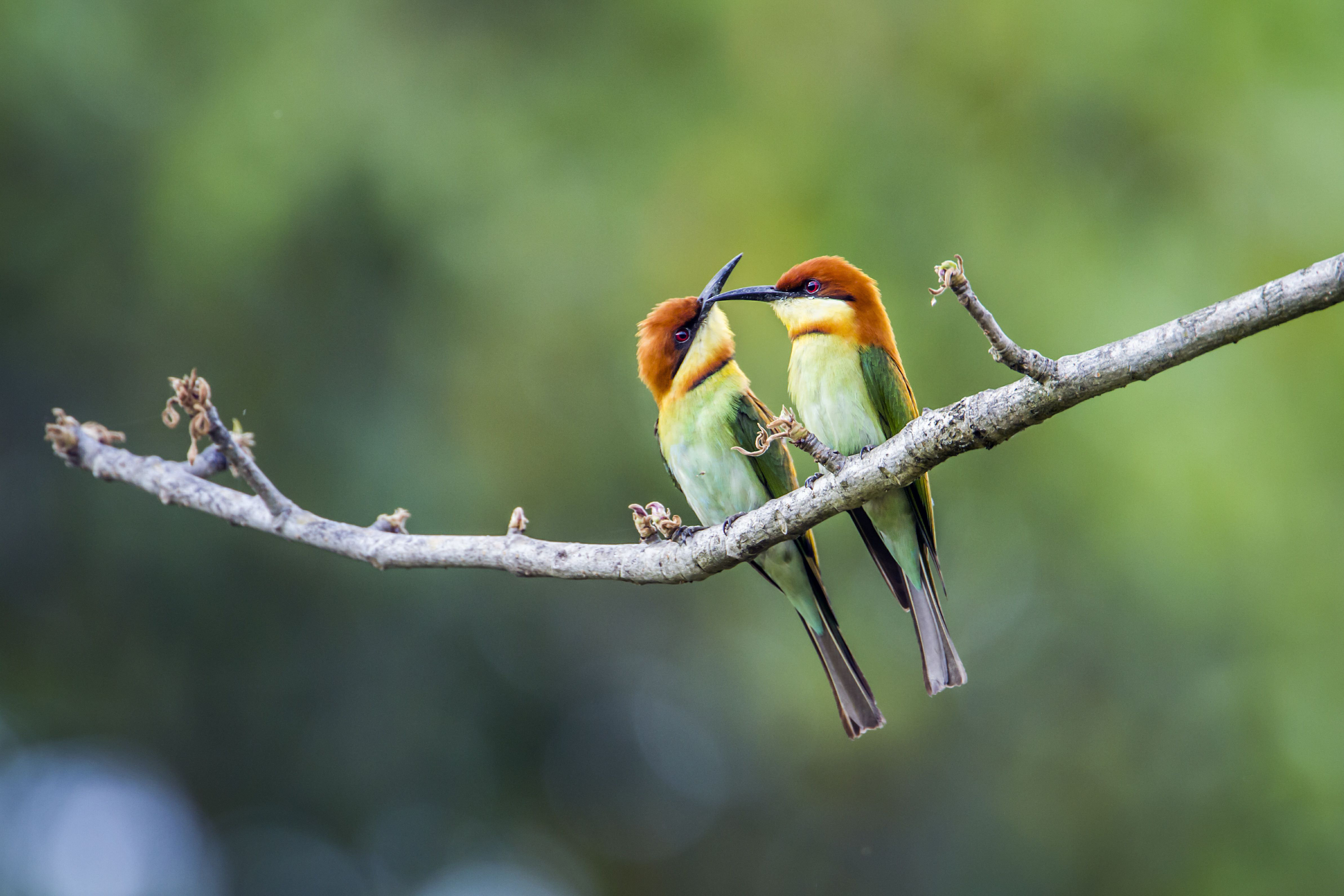 Ebern Designs Paryavi Chestnut-Headed Bee-Eater by - Wrapped Canvas ...