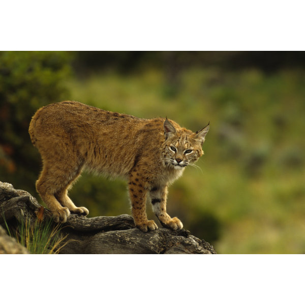 Ebern Designs Delabra " Bobcat On Log " by Twildlife | Wayfair