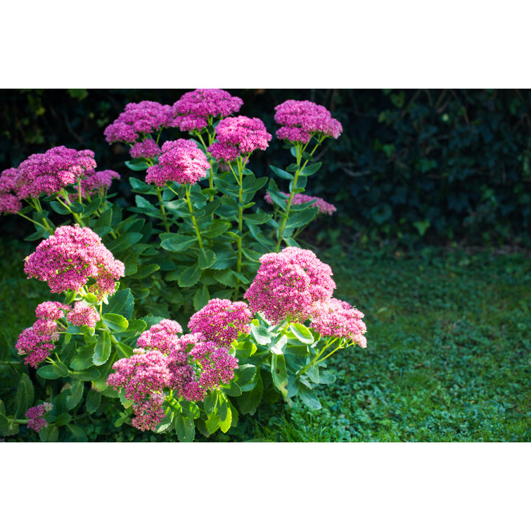 17 Stories Fathen In The Garden by Anka100 - Wrapped Canvas Photograph ...