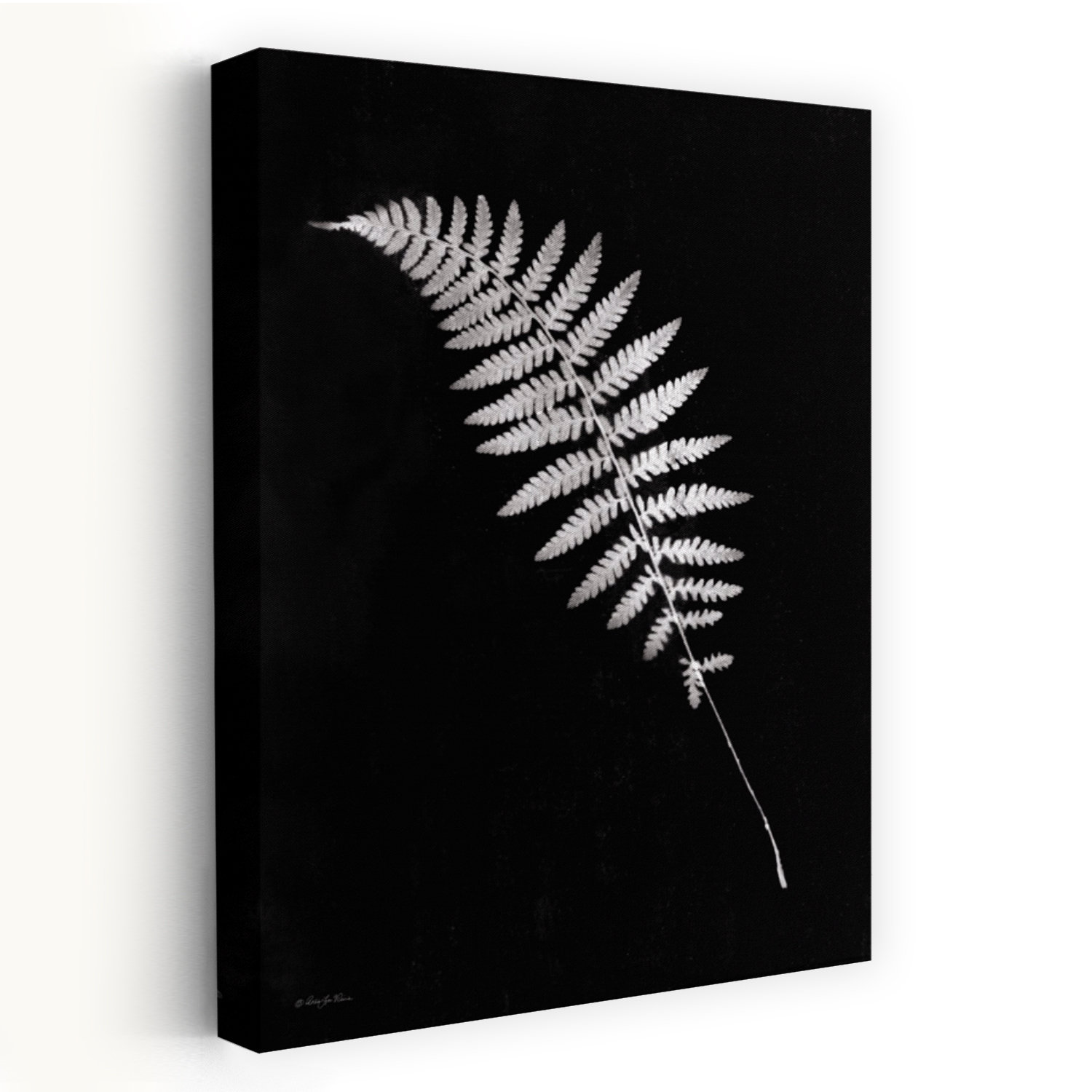 George Oliver Simple Fern - Contemporary Fern Leaf Isolated On Black ...