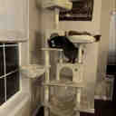 Archie & Oscar™ Timmins 78.3" Multi-Level Cat Tree with Cat Scratching ...