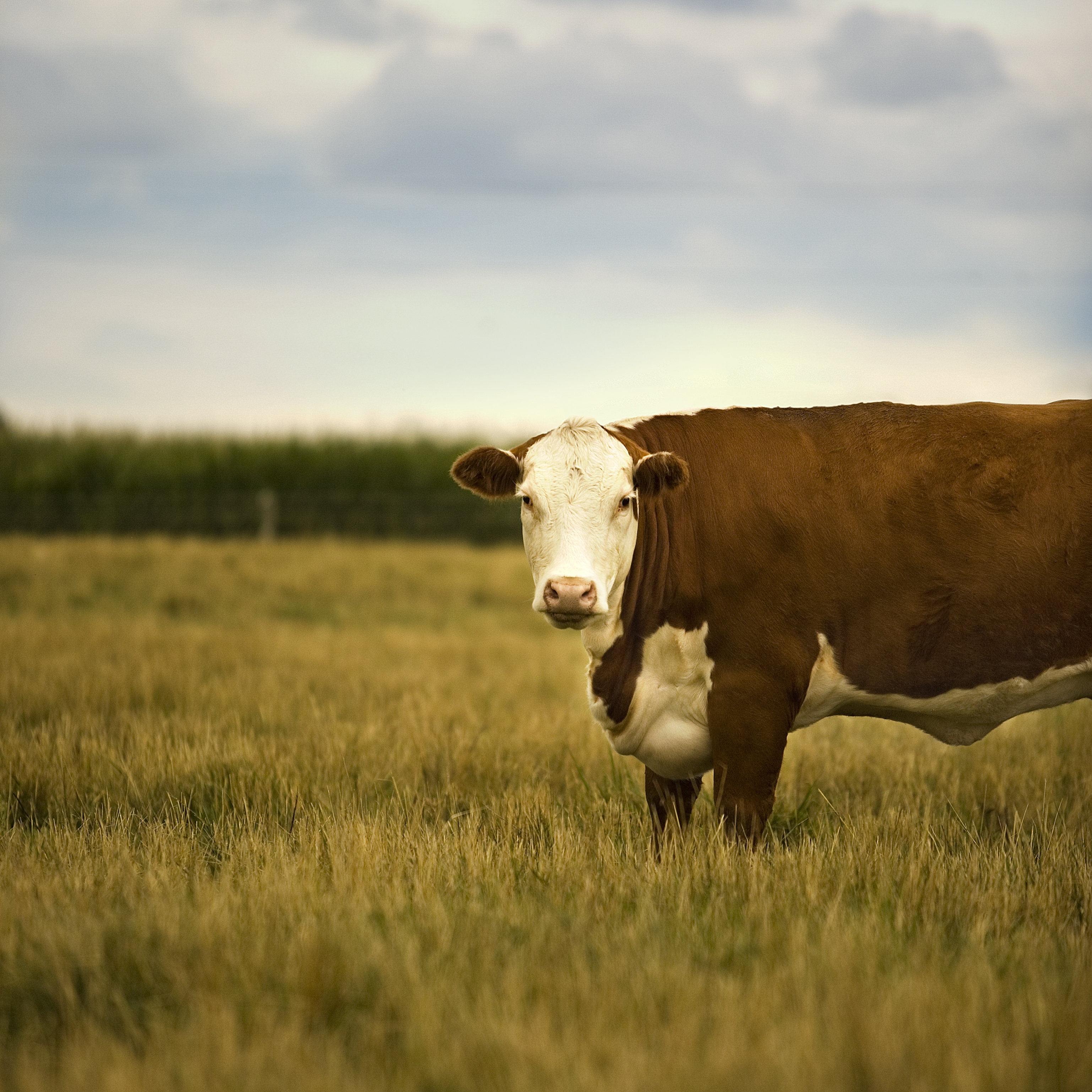 Gracie Oaks Beef Cow - Wrapped Canvas Photograph | Wayfair