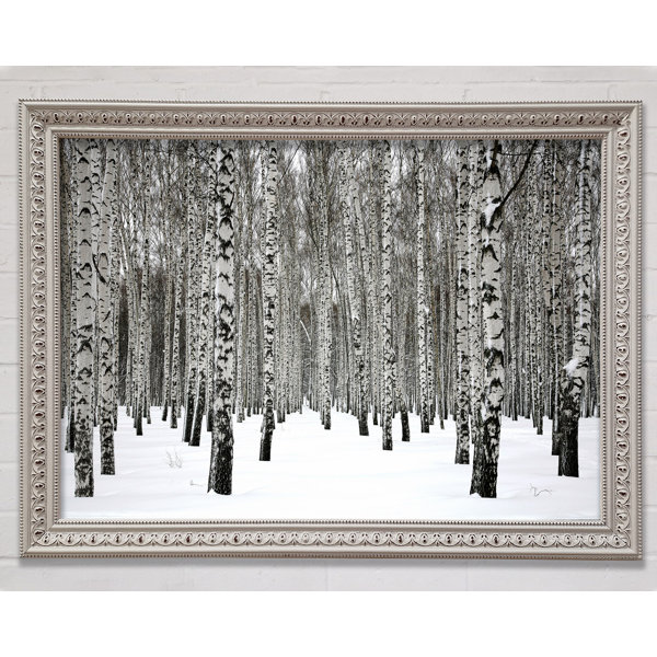 Bright Star Silver Birch Trees In The Snow - Single Picture Frame Art ...