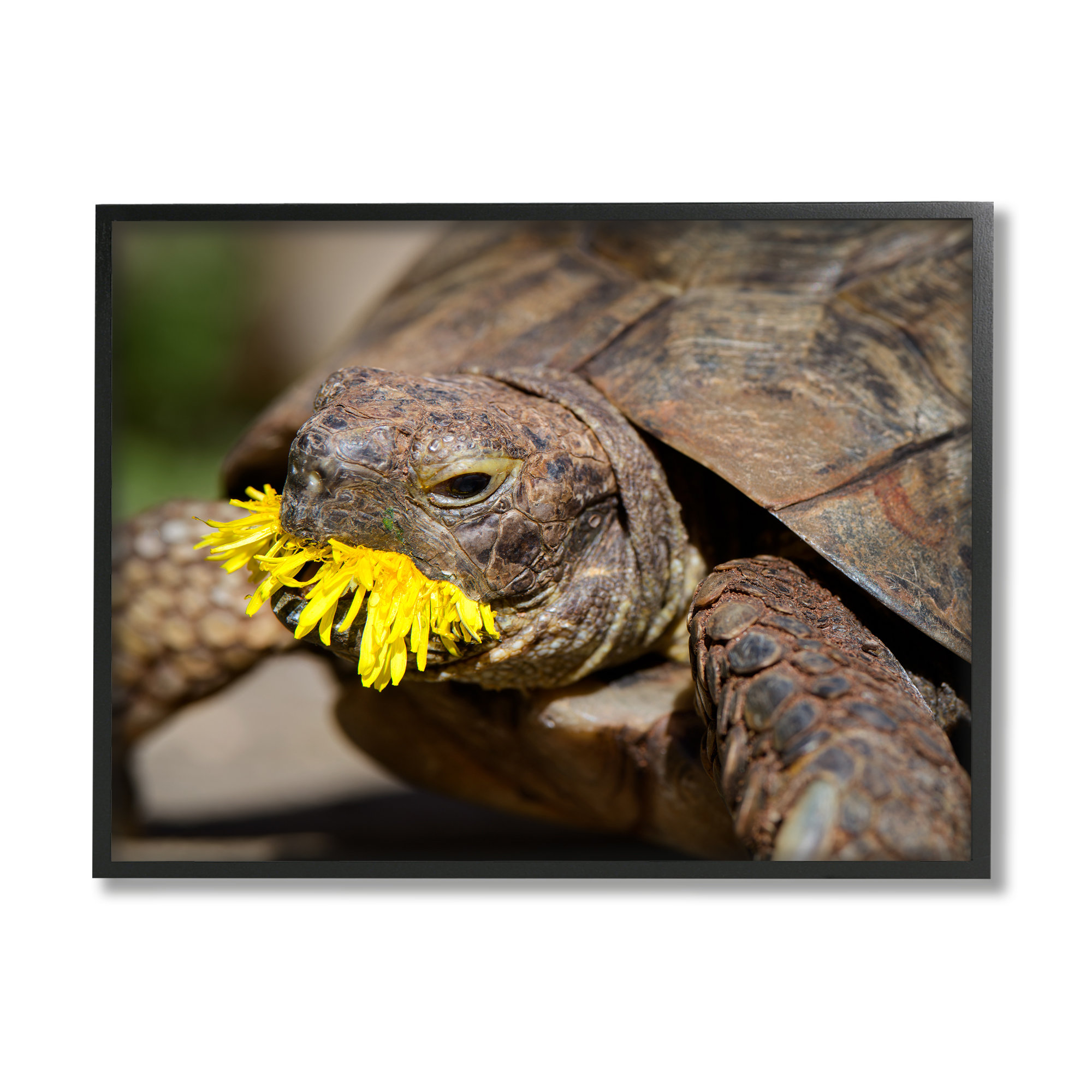Stupell Industries Ba-367-Framed Turtle Eating Dandelion Framed On Wood ...