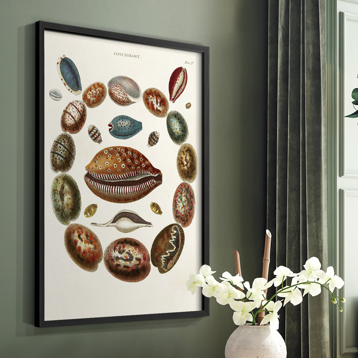 Highland Dunes Spiral Shell Formation II Framed Print - Solid Wood ...