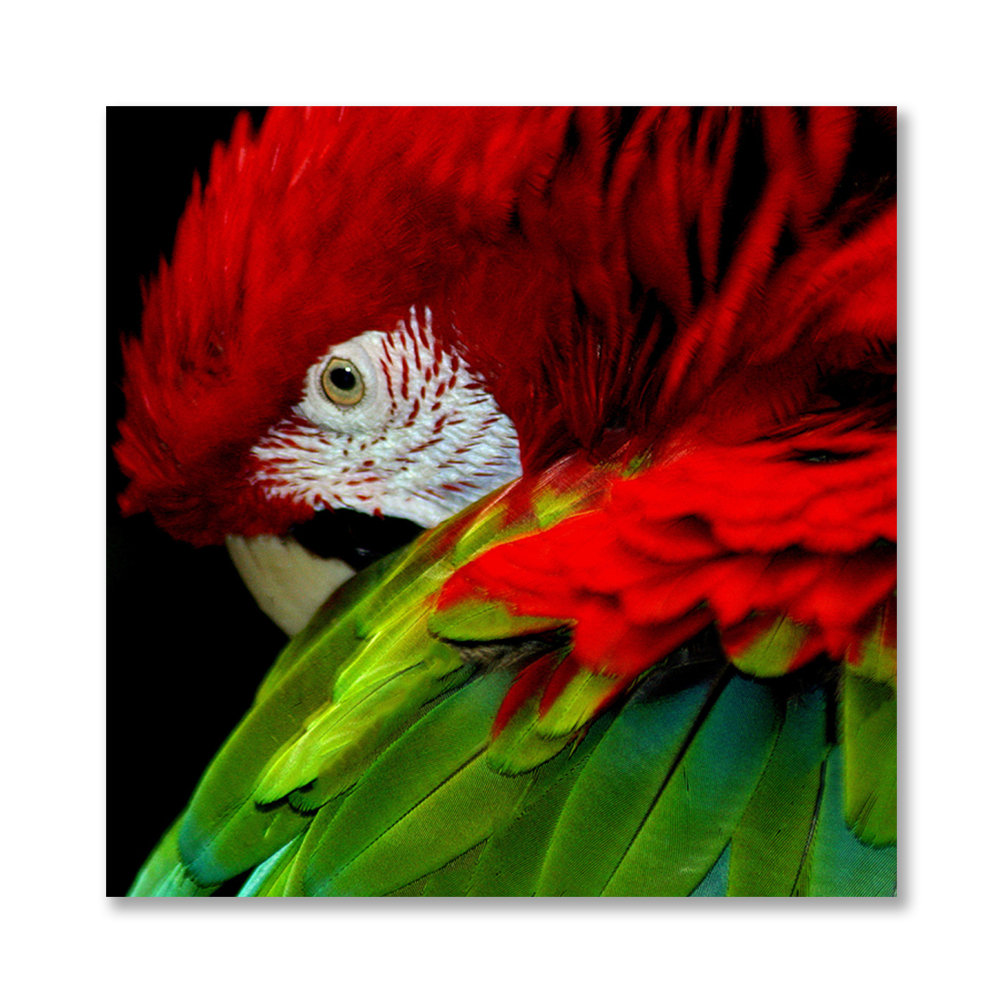 DecorumBY Parrot Pose - Photograph | Perigold