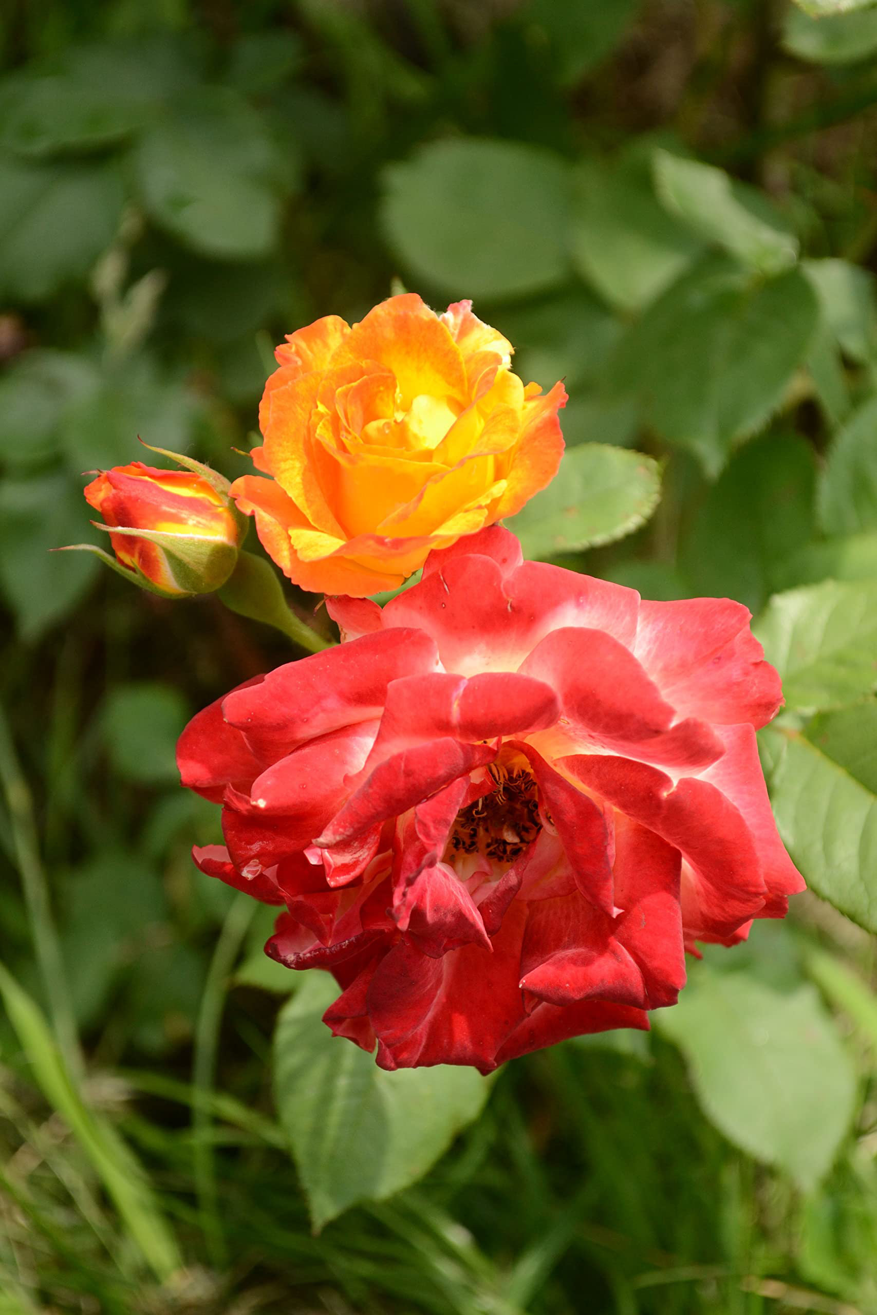 Wekiva Foliage LLC Pinata Climbing Rose Bush - Live Starter Plant in a ...