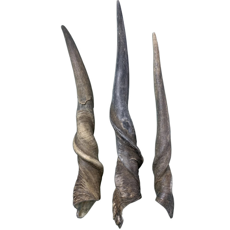 Millwood Pines Dabriel Real Eland Horn | Wayfair