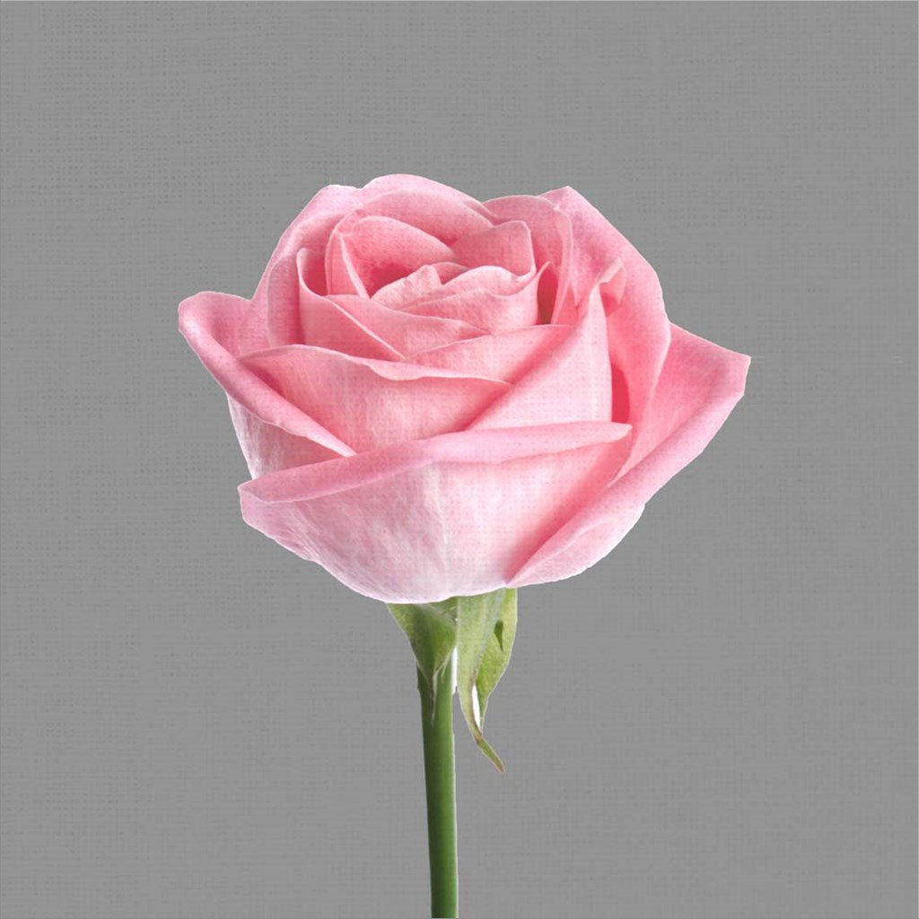 Mercer41 Trust Rose 3 by Kimberly Allen - Unframed Photograph on Canvas ...