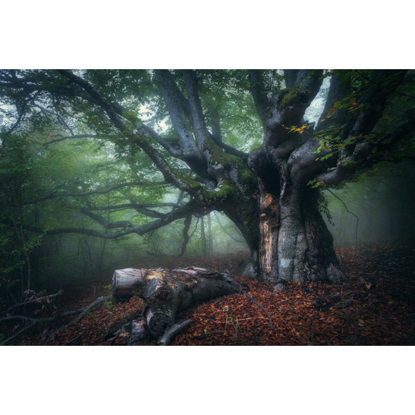 Alpen Home Autumn Forest by Den-belitsky - Wrapped Canvas Print ...