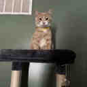 Tucker Murphy Pet™ Multilevel Plush 63" Manorbier Cat Tree & Reviews ...