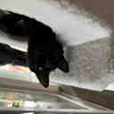 Armarkat 73" Classic Real Wood Jackson Galaxy Approved Cat Tree ...