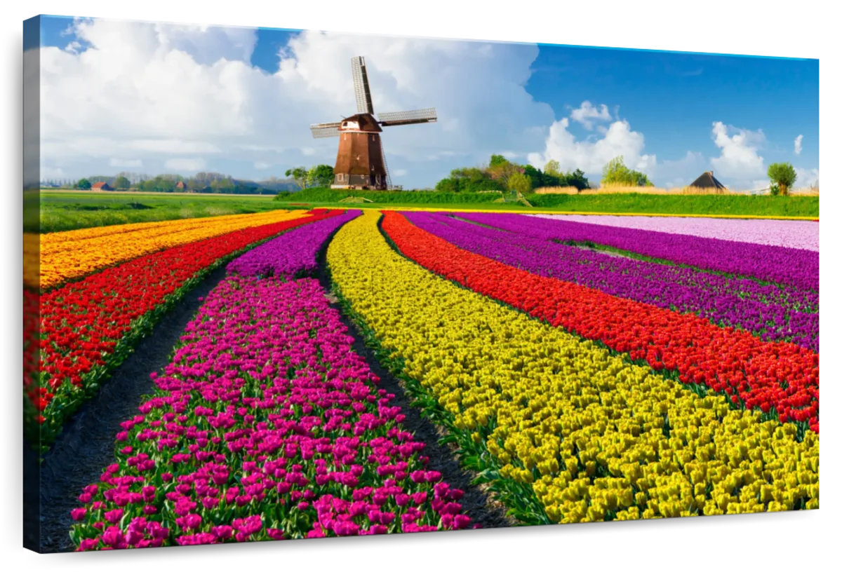 Elephant Stock Windmill In Tulip Fields | Wayfair